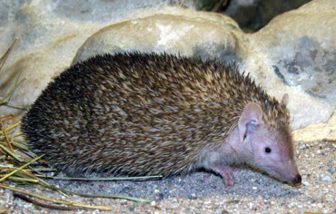 What large ears you have: Interview with the large-eared tenrec ...