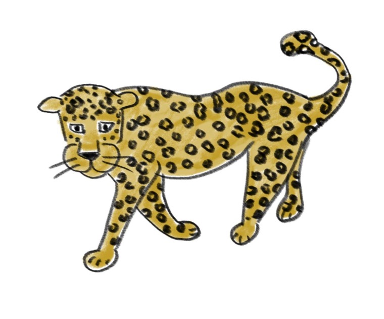 How to draw: Draw a leopard in 10 steps – Mongabay Kids