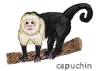 Apes don’t have tails – Mongabay Kids