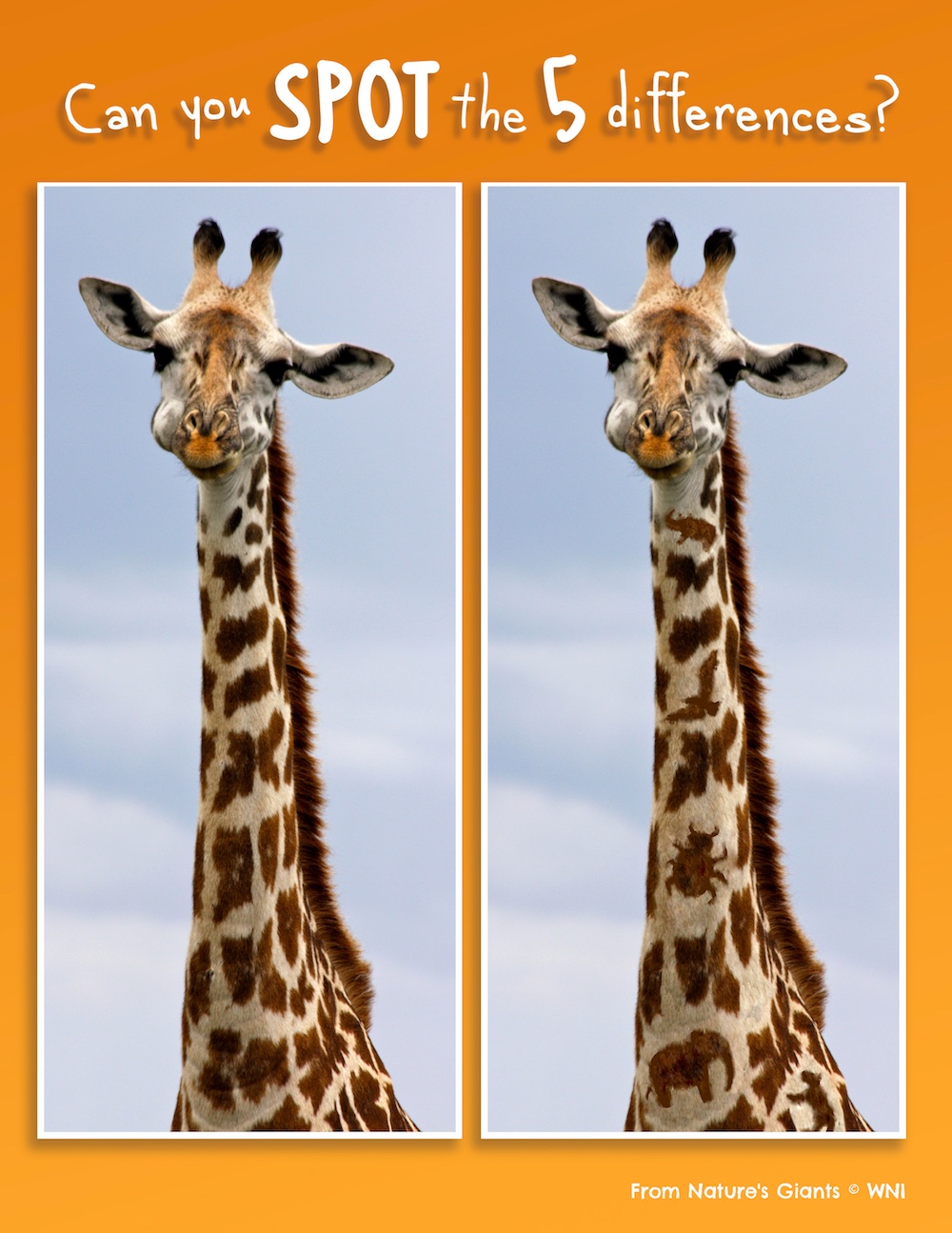 Spot the difference: Giraffe – Mongabay Kids