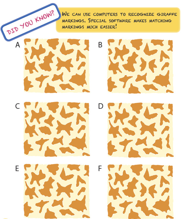 Animal identification – Mongabay Kids