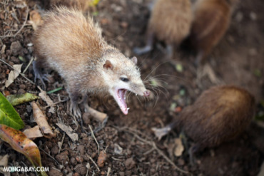 Fun facts about the Chupacabra – Mongabay Kids