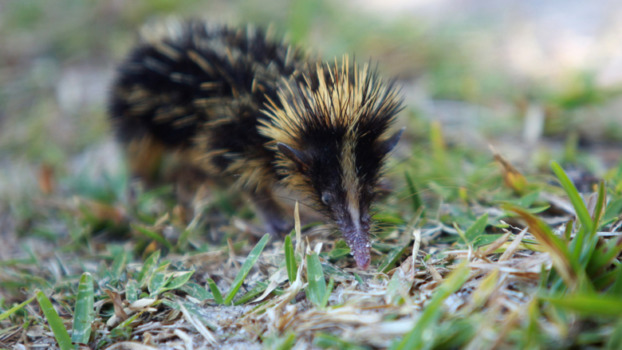Tenrec Time: The amazing multi-purpose tenrecs – Mongabay Kids