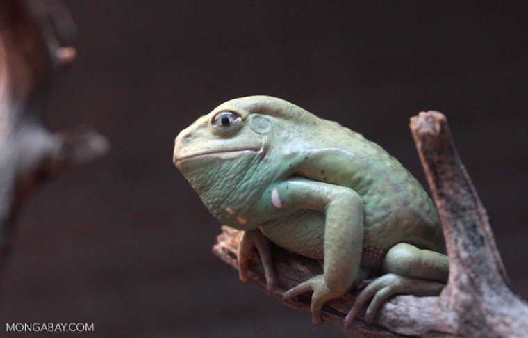 Learn about frogs: Meet frogs from around the world! – Mongabay Kids