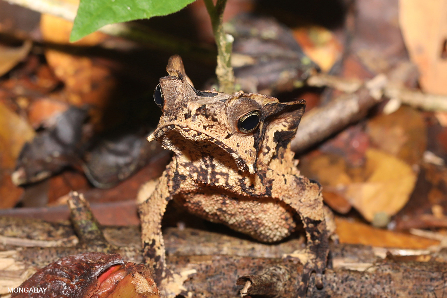Learn about frogs: Where they live and how they grow – Mongabay Kids