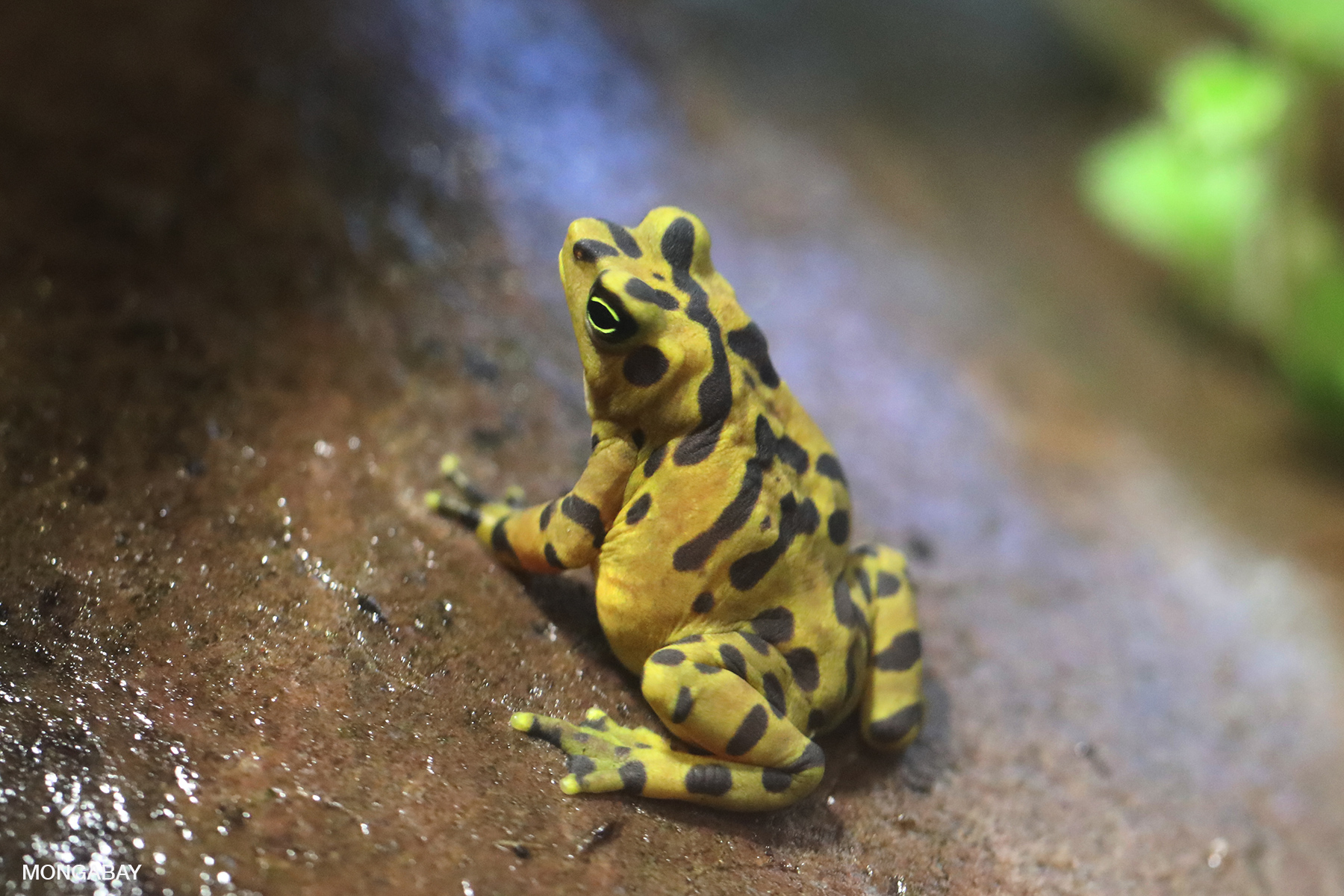 Learn about frogs: Where they live and how they grow – Mongabay Kids