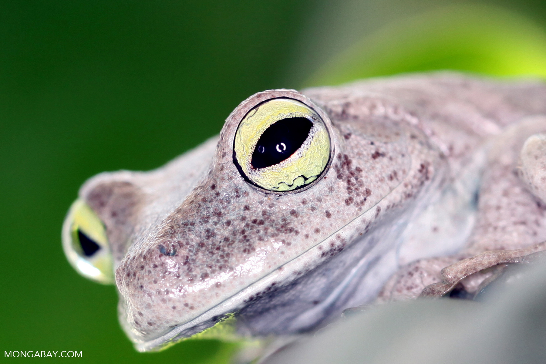 Have you ever looked closely at frogs? You should! – Mongabay Kids