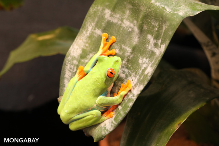 Learn about frogs: Where they live and how they grow – Mongabay Kids