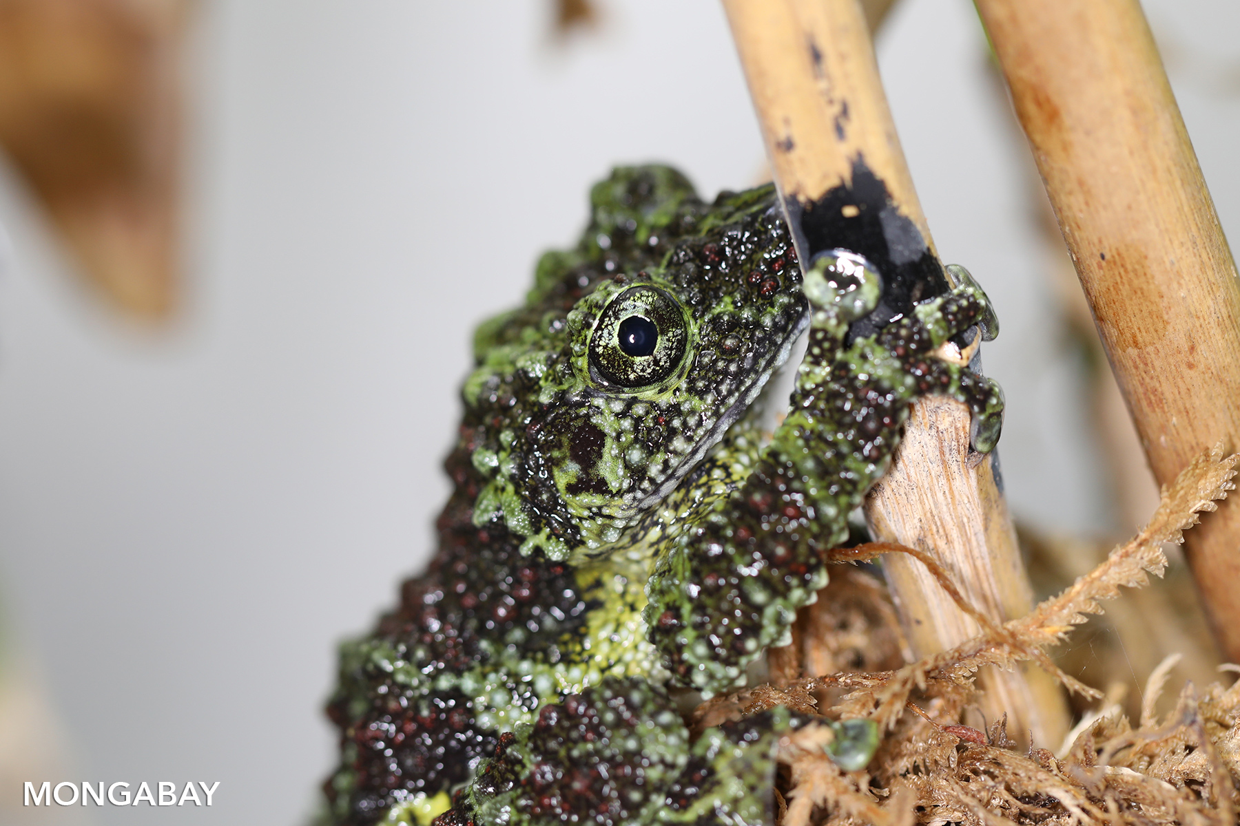 Learn about frogs: part 4 – Mongabay Kids