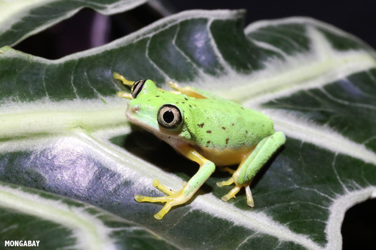 Learn about frogs: Where they live and how they grow – Mongabay Kids