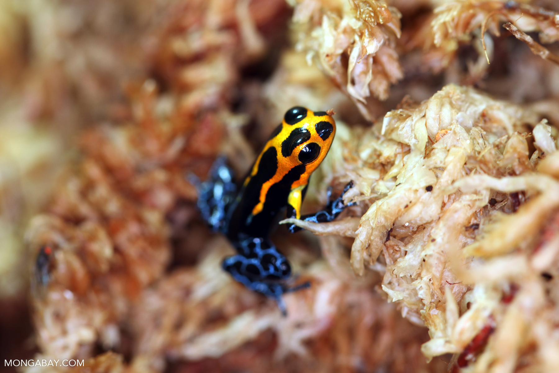 Learn about frogs: Frog behavior and cultural significance to people ...