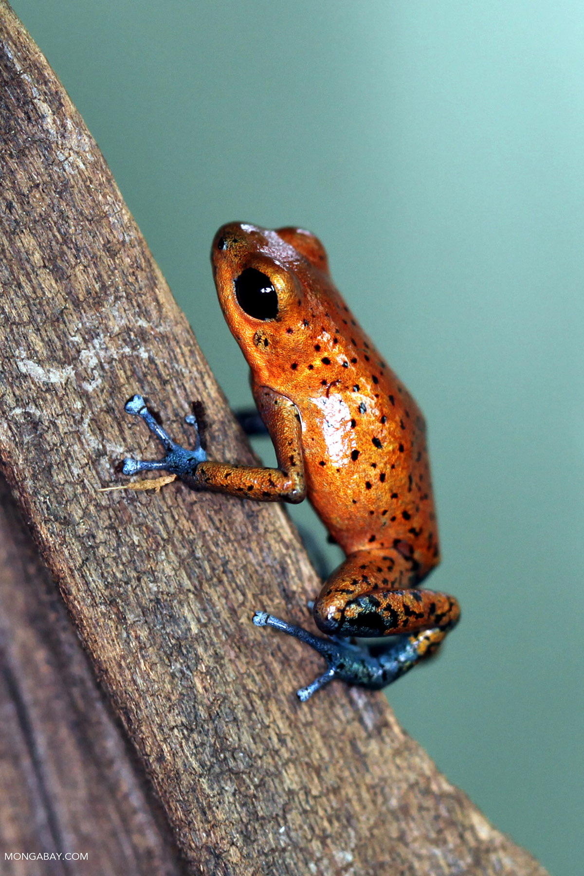 Learn about frogs: Frog behavior and cultural significance to people ...