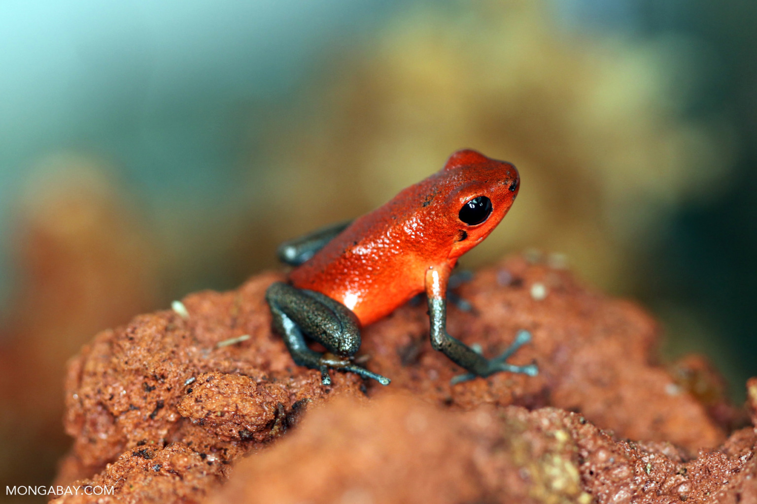 Learn about frogs: Frog behavior and cultural significance to people ...