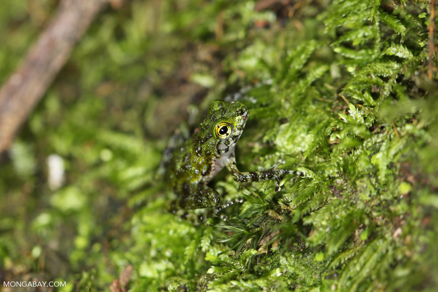 Learn about frogs: Meet frogs from around the world! – Mongabay Kids