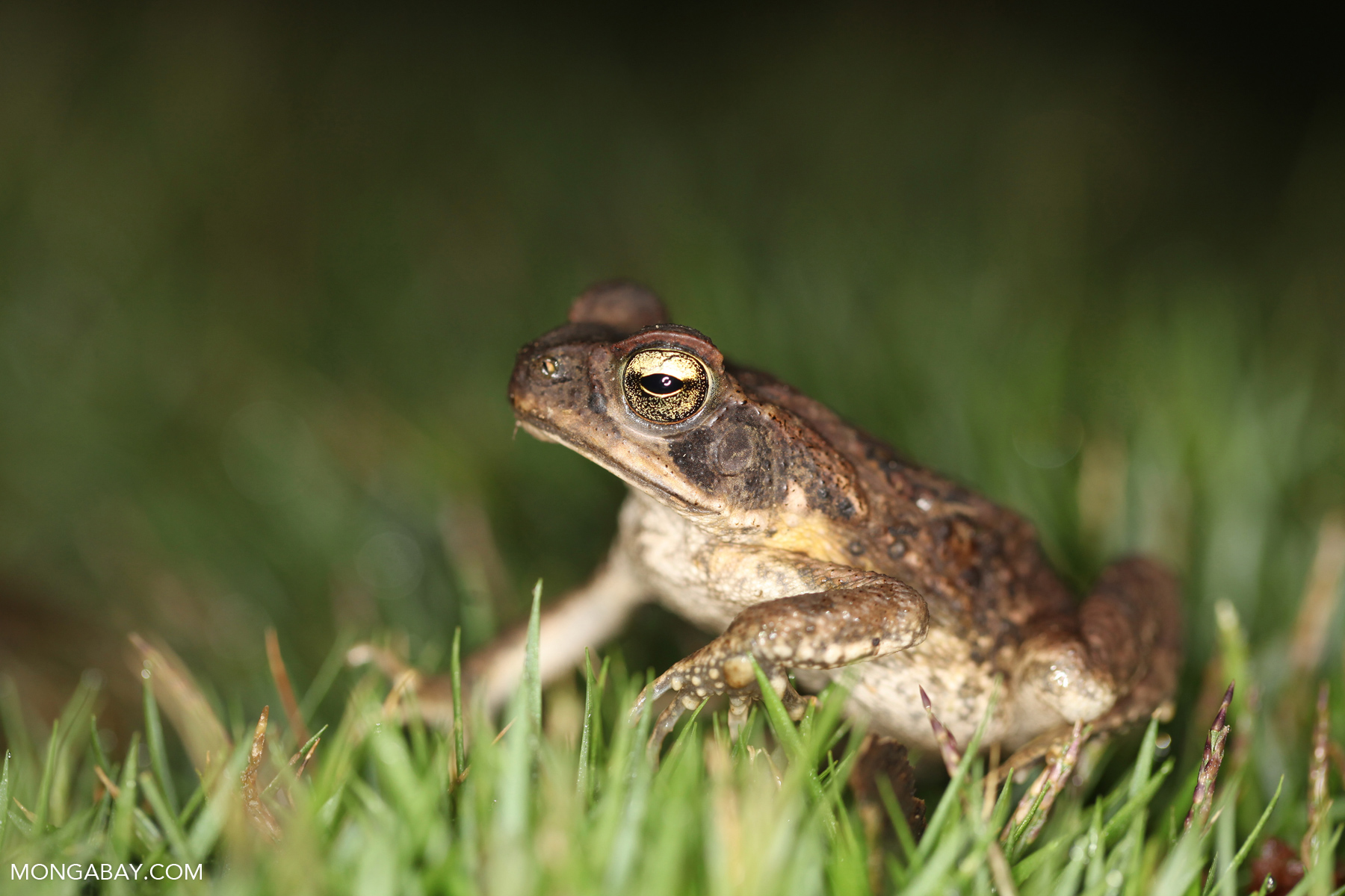 Learn about frogs: Frog behavior and cultural significance to people ...