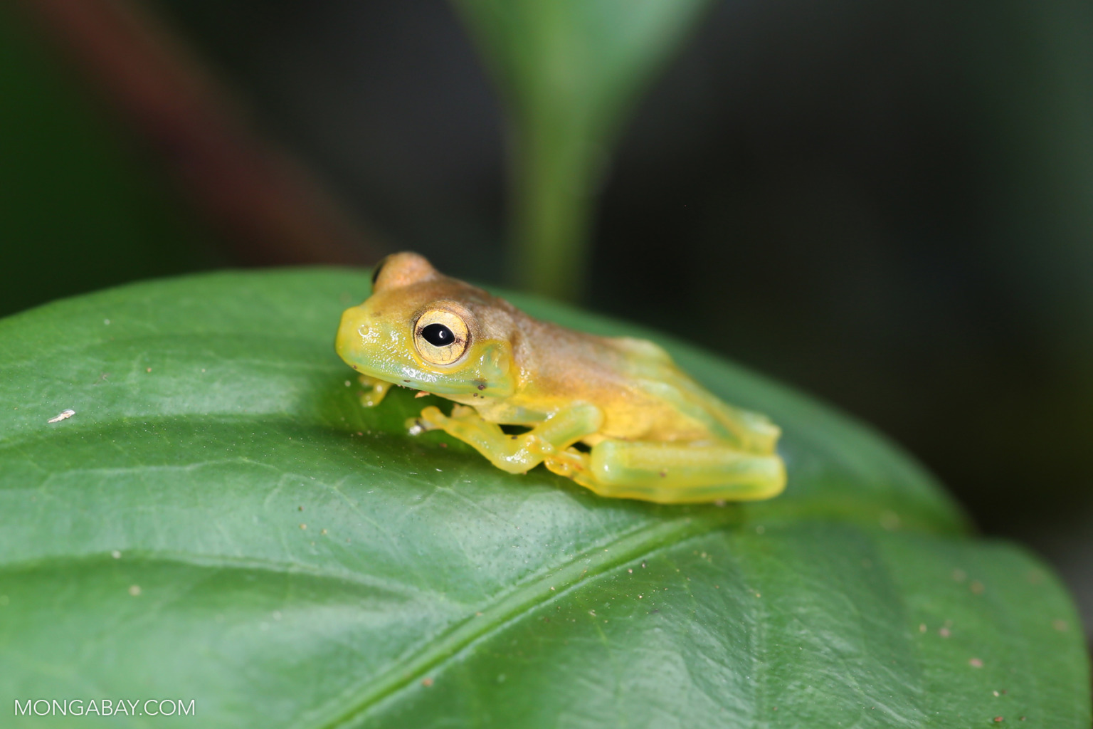 Learn about frogs: Meet frogs from around the world! – Mongabay Kids