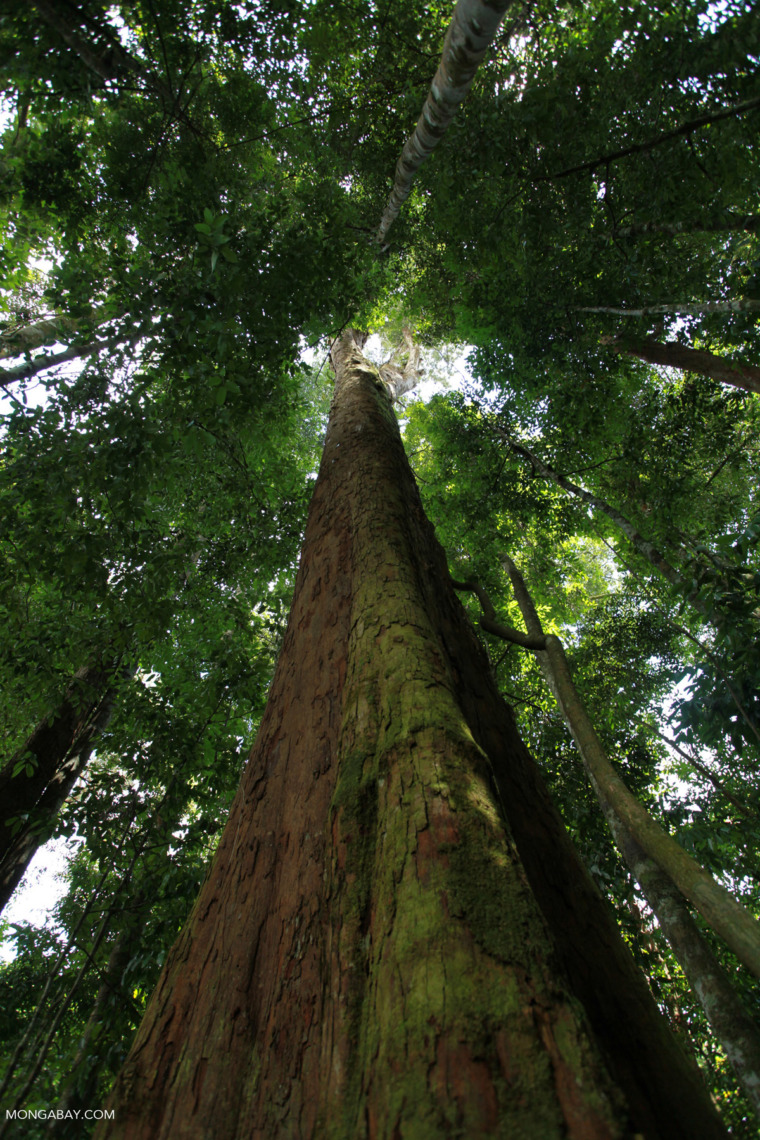 Welcome to the rainforest! – Mongabay Kids