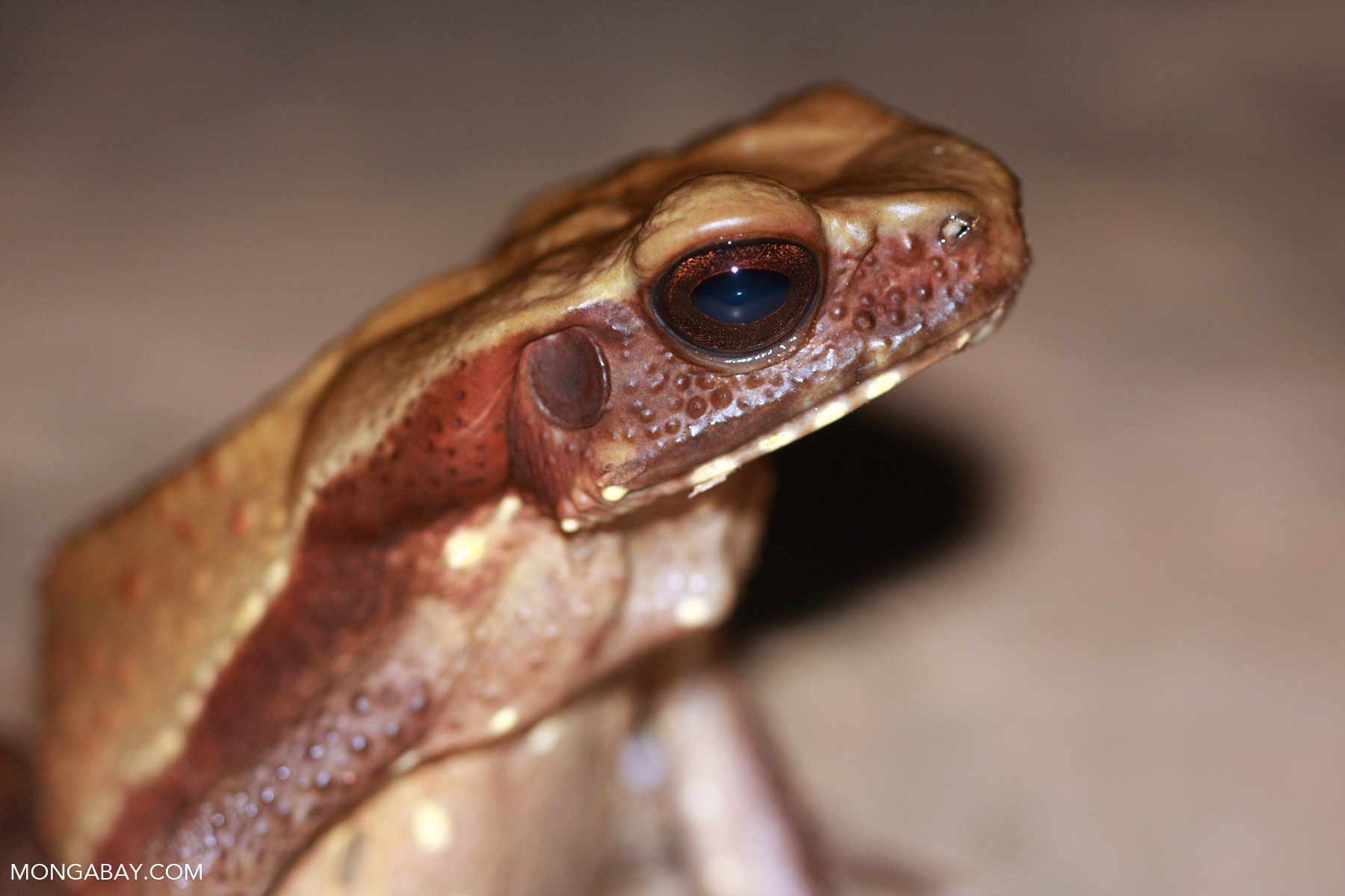 Learn about frogs: Frog behavior and cultural significance to people ...