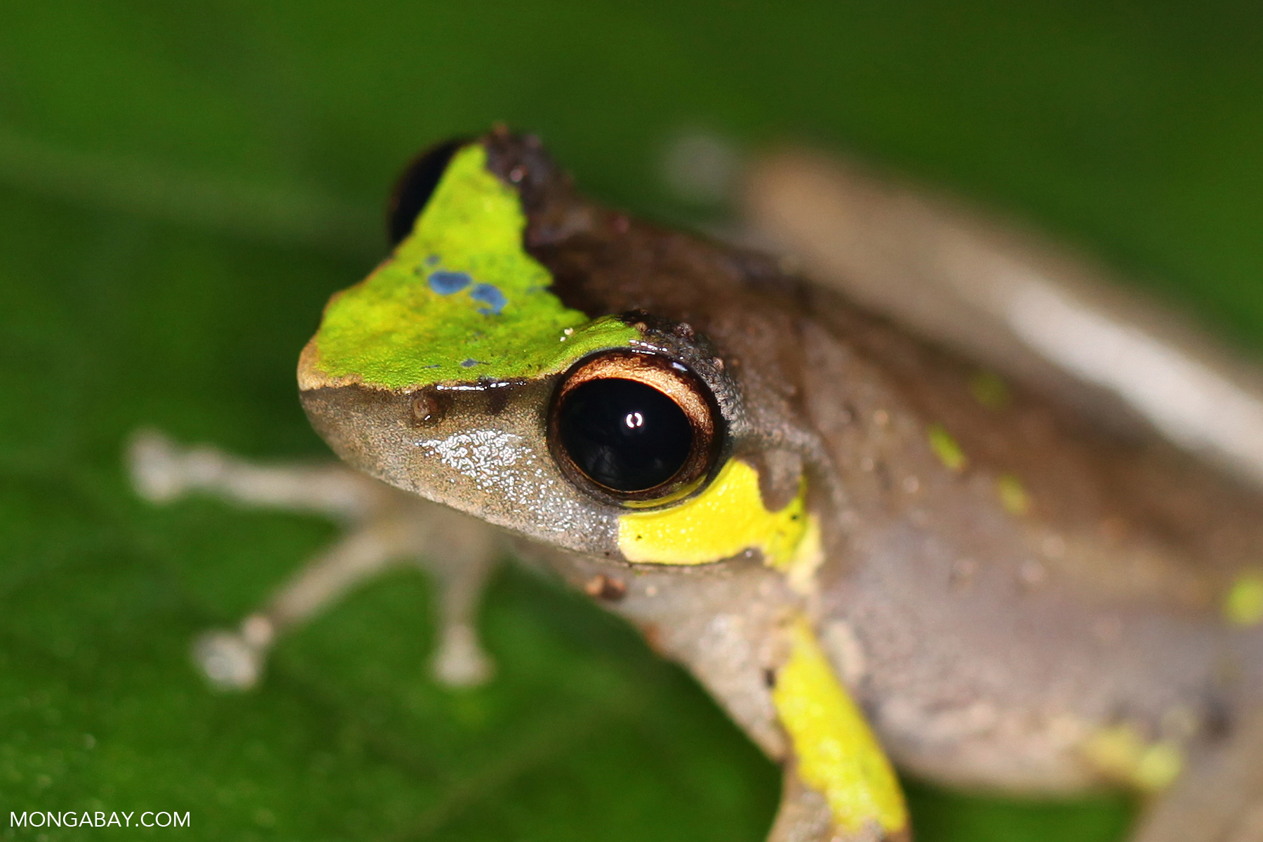 Learn about frogs: Where they live and how they grow – Mongabay Kids