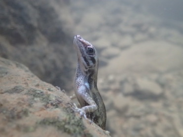 Scuba lizards: Some Anolis lizards can rebreathe underwater – Mongabay Kids