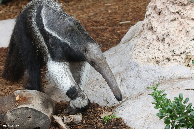 Meet the world’s biggest anteater – Mongabay Kids