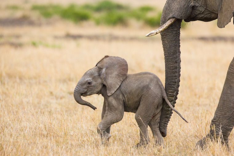 Suzi photographs cute baby animals – Mongabay Kids