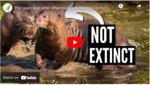 Kanzi was a famous bonobo who taught us about ape intelligence ...