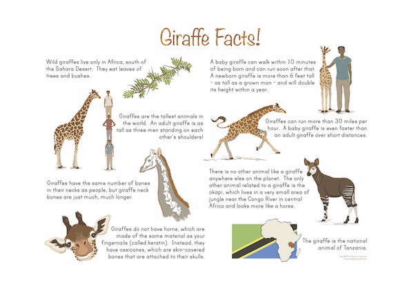 Learn about giraffes! – Mongabay Kids