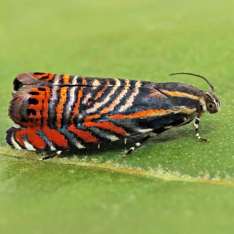The beauty of moths: Moths of Tennessee, USA – Mongabay Kids