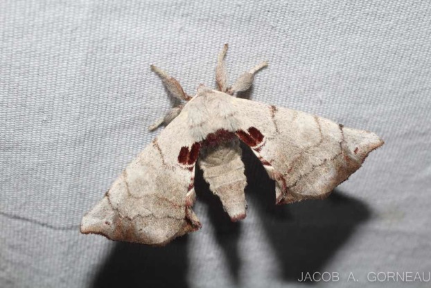 Meet the Moth-ers: Jacob from the USA – Mongabay Kids