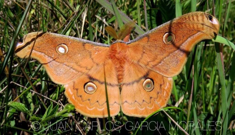 The beauty of moths: Moths of Mexico – Mongabay Kids