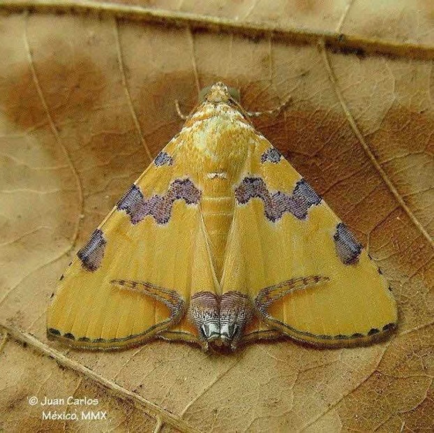 The beauty of moths: Moths of Mexico – Mongabay Kids
