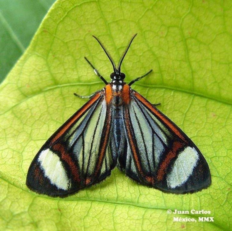 The beauty of moths: Moths of Mexico – Mongabay Kids