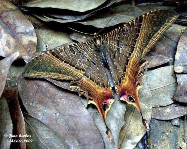 The beauty of moths: Moths of Mexico – Mongabay Kids