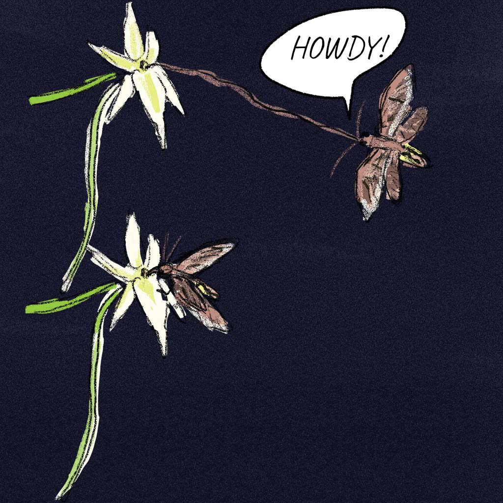 Sofia talks to a famous epiphytic orchid from Madagascar – Mongabay Kids