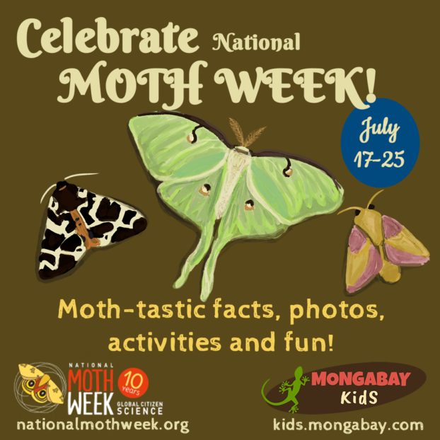 Hey kids and families, Moth Week is almost here! – Mongabay Kids