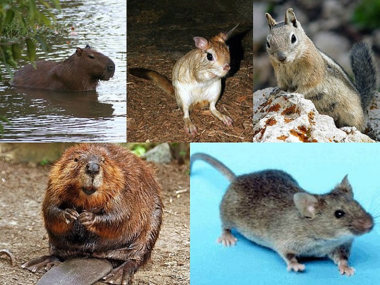 Let’s get excited about small mammals! – Mongabay Kids