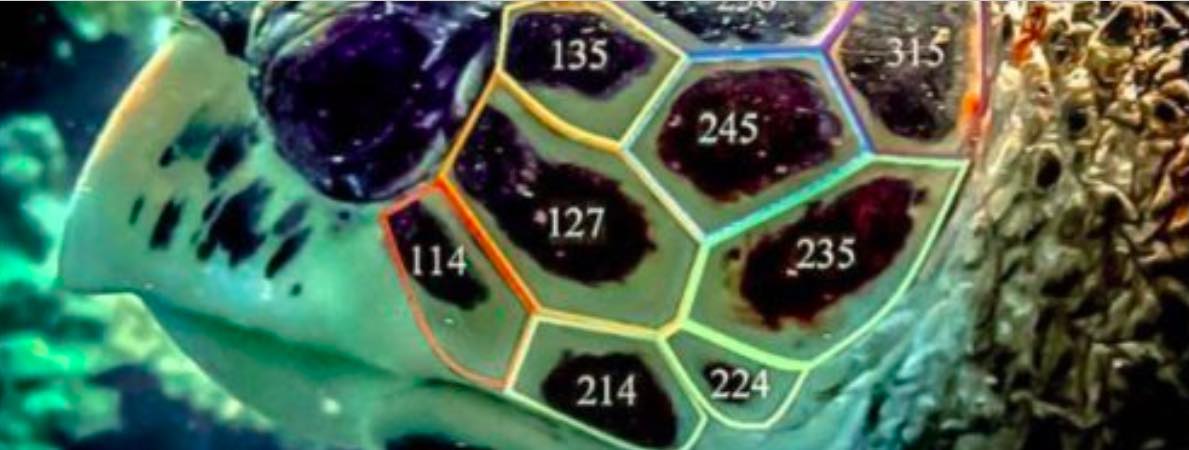 This turtle identification project is totally cool! – Mongabay Kids