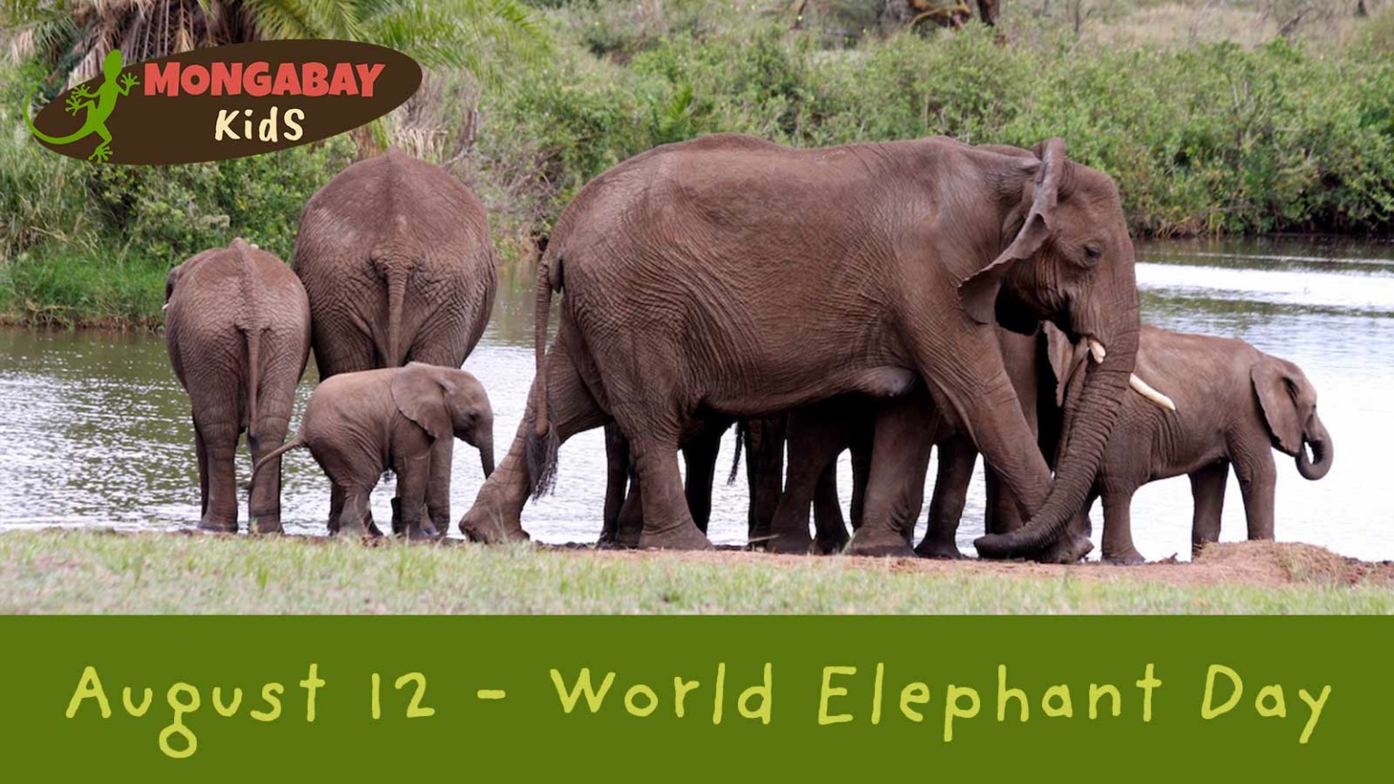 World Elephant Day for kids – Mongabay Kids
