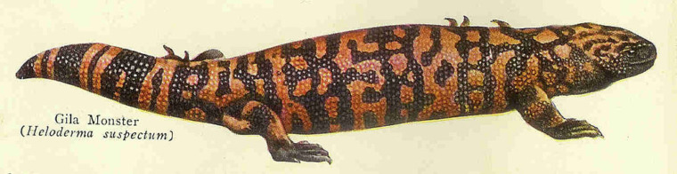 Meet the Gila monster – Mongabay Kids
