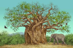 Barking up the right tree: Meet the baobab – Mongabay Kids