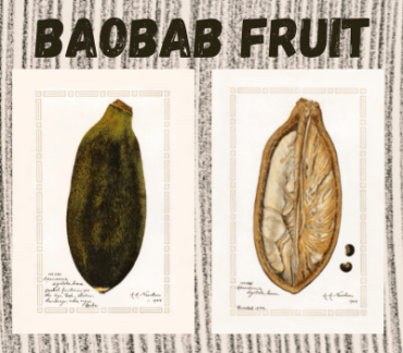 Barking up the right tree: Meet the baobab – Mongabay Kids