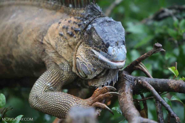 Iguanas are awesome – Mongabay Kids