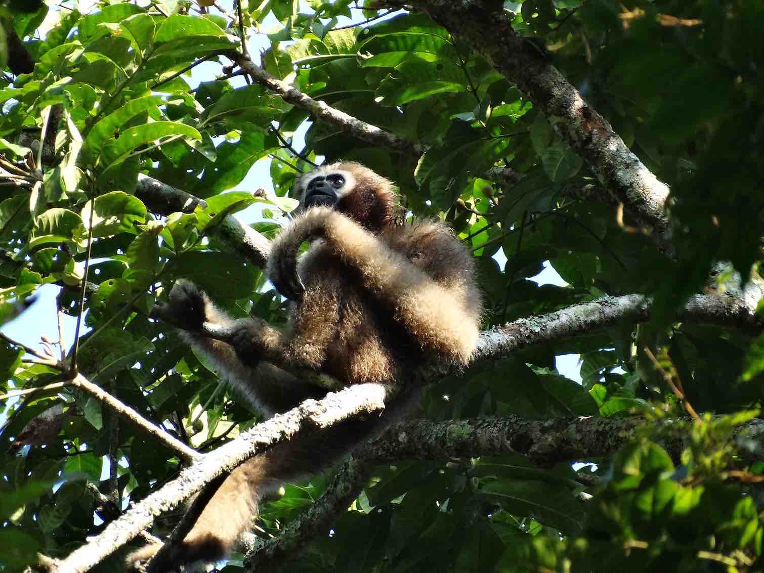 Tree bridges help hoolock gibbons in India – Mongabay Kids
