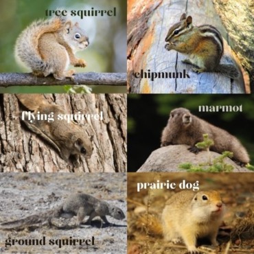 Squirrel appreciation – Mongabay Kids