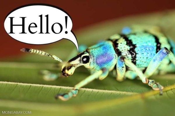 Hey nature lovers, you’ll want to see this weevil! – Mongabay Kids