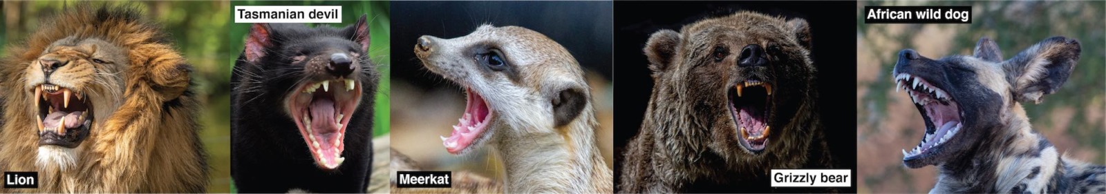 Learn something new about carnivore canines – Mongabay Kids