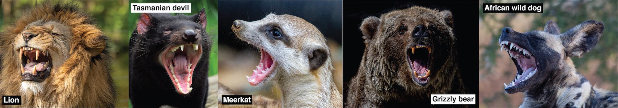 Learn something new about carnivore canines – Mongabay Kids