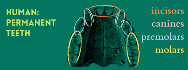 Learn something new about carnivore canines – Mongabay Kids