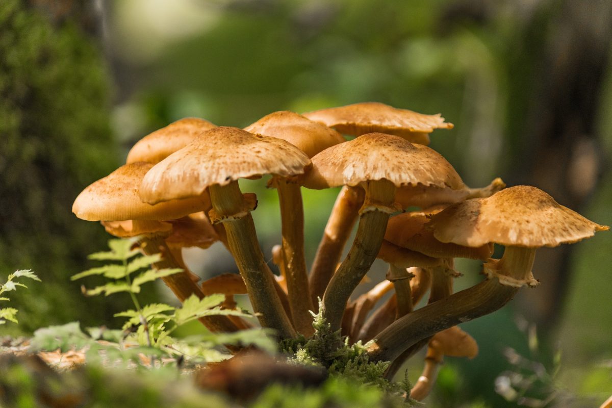 Have you heard about underground fungi? – Mongabay Kids